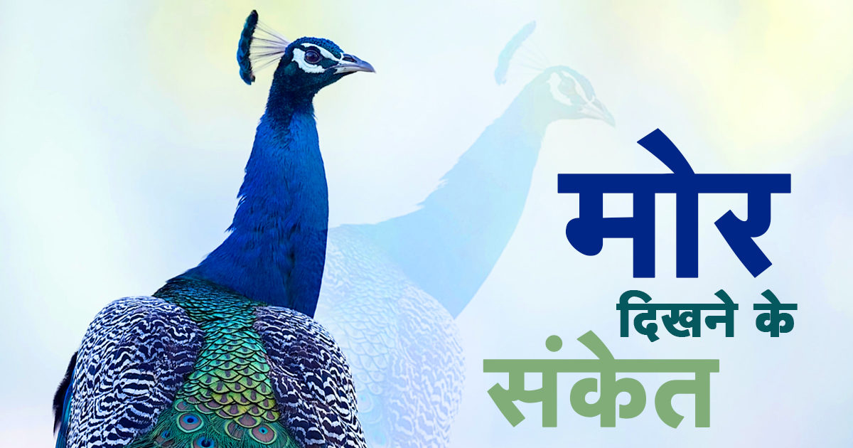 सौभाग्य का संकेत देता है अचानक मोर का दिखाई देना, जानें और भी ...