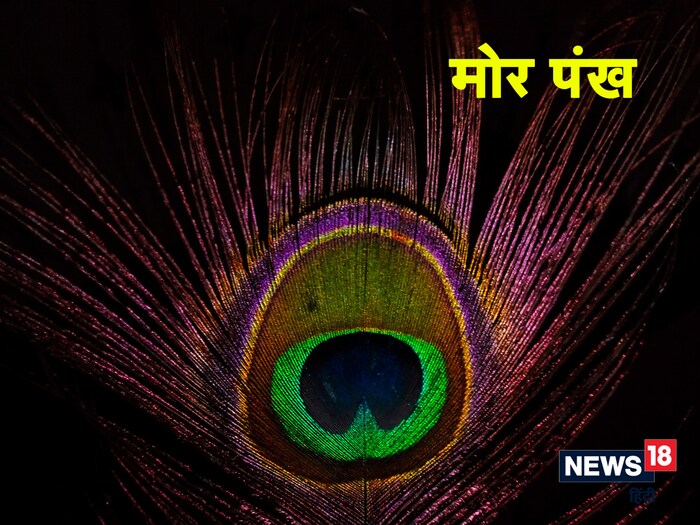 सौभाग्य का संकेत देता है अचानक मोर का दिखाई देना, जानें और भी ...