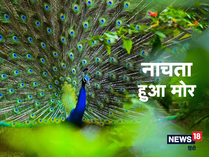 सौभाग्य का संकेत देता है अचानक मोर का दिखाई देना, जानें और भी ...