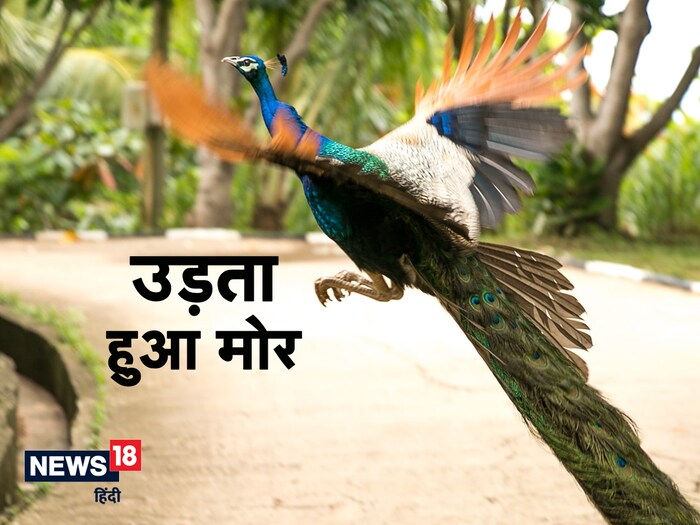 सौभाग्य का संकेत देता है अचानक मोर का दिखाई देना, जानें और भी ...