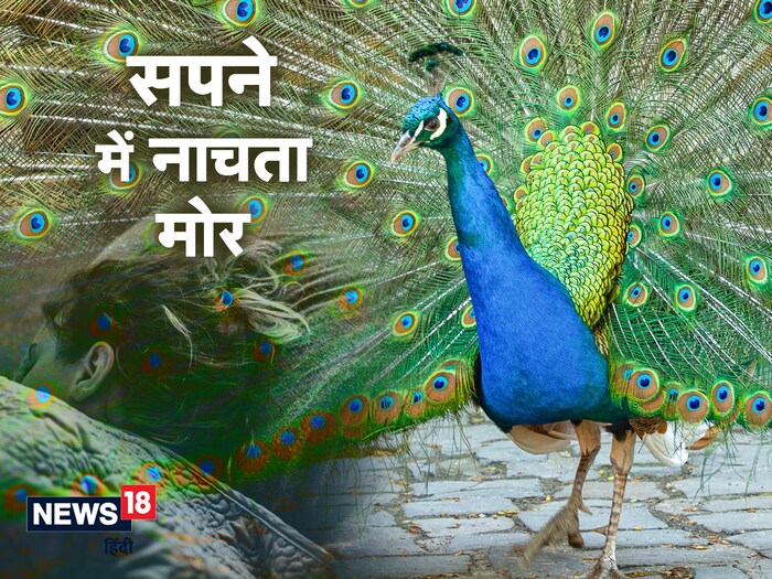 सौभाग्य का संकेत देता है अचानक मोर का दिखाई देना, जानें और भी ...