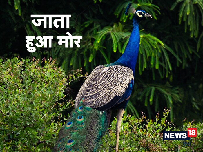 सौभाग्य का संकेत देता है अचानक मोर का दिखाई देना, जानें और भी ...