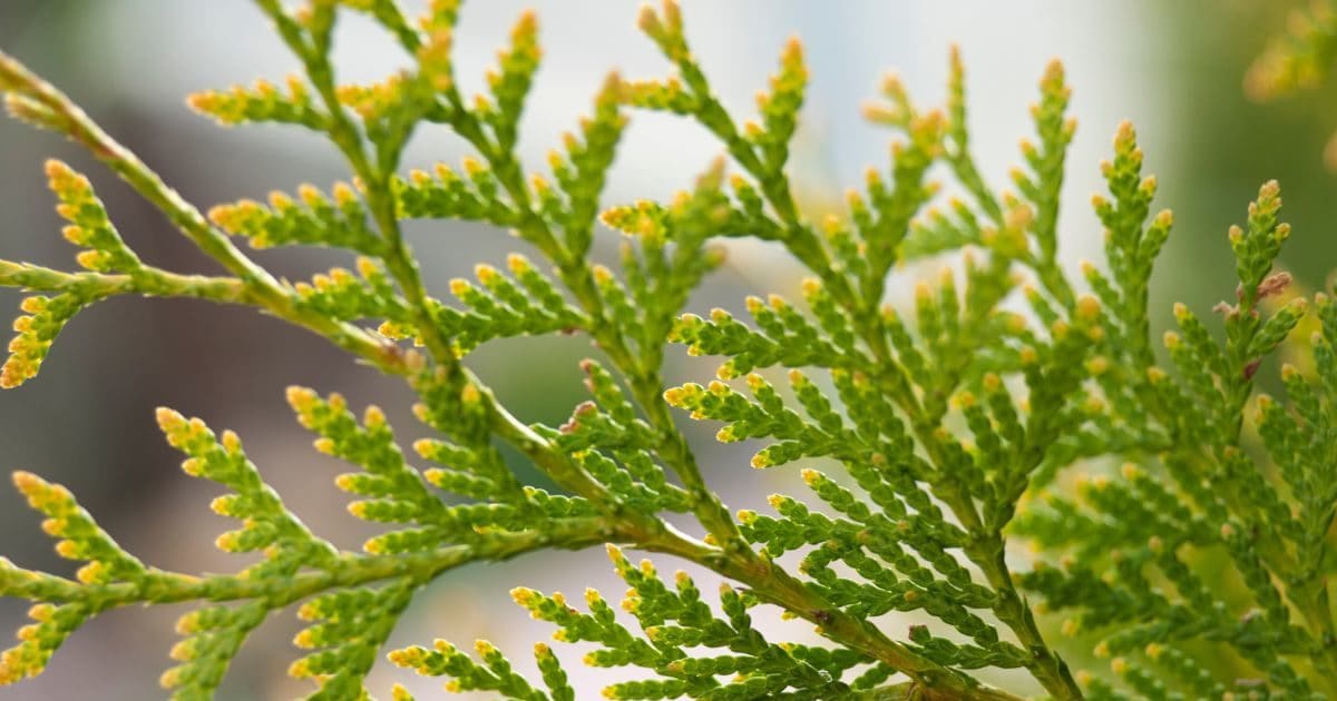 Morpankhi Plant Benefits: मोरपंखी का पौधा लगाने से जाग उठेगा सोया भाग्य ...