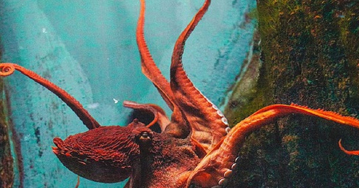 ऑक्टोपस और इंसान के दिमाग की कौन सी समानता ने उलझाया है वैज्ञानिकों को ...