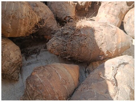 Gaderi Vegetable: स्वाद के साथ सेहत का खजाना है गडेरी की सब्‍जी, देखते ...