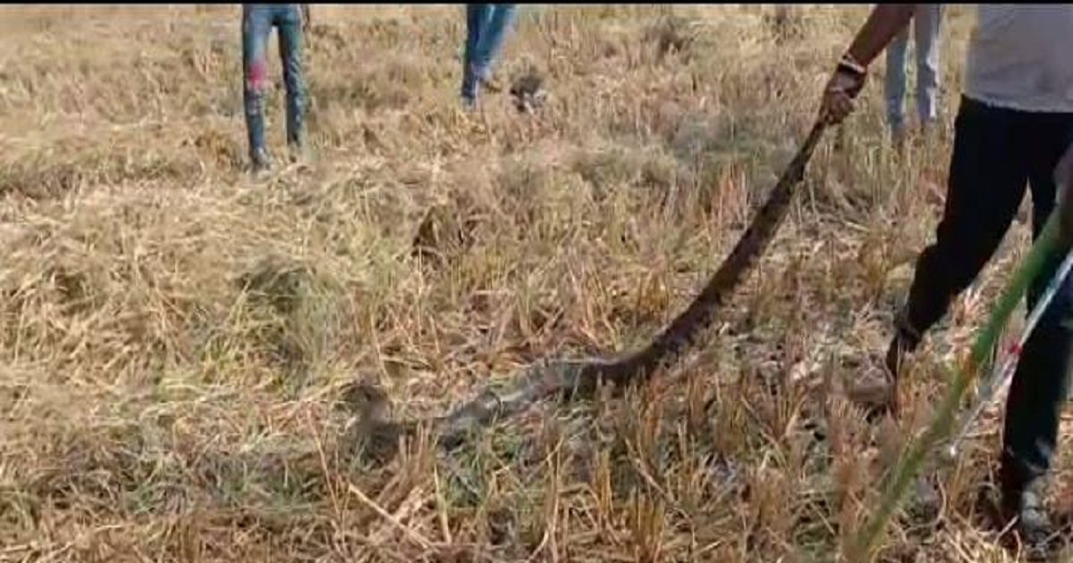 Pyhton: खेत में काम कर रहे थे किसान, अचानक दिखा 10 फीट लंबा अजगर और फिर ...