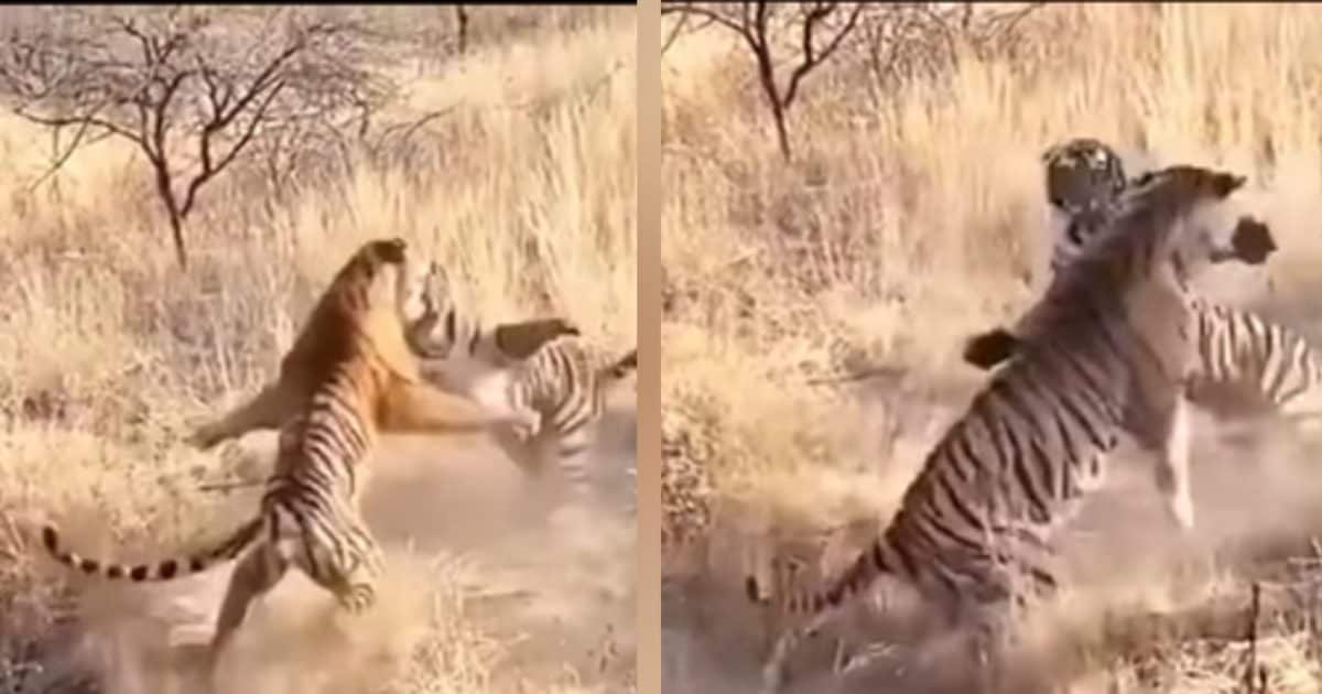 Video: दो टाइगर्स के बीच ज़बरदस्त फाइट, एक दूसरे को पटखनी देते दिखे आपस ...