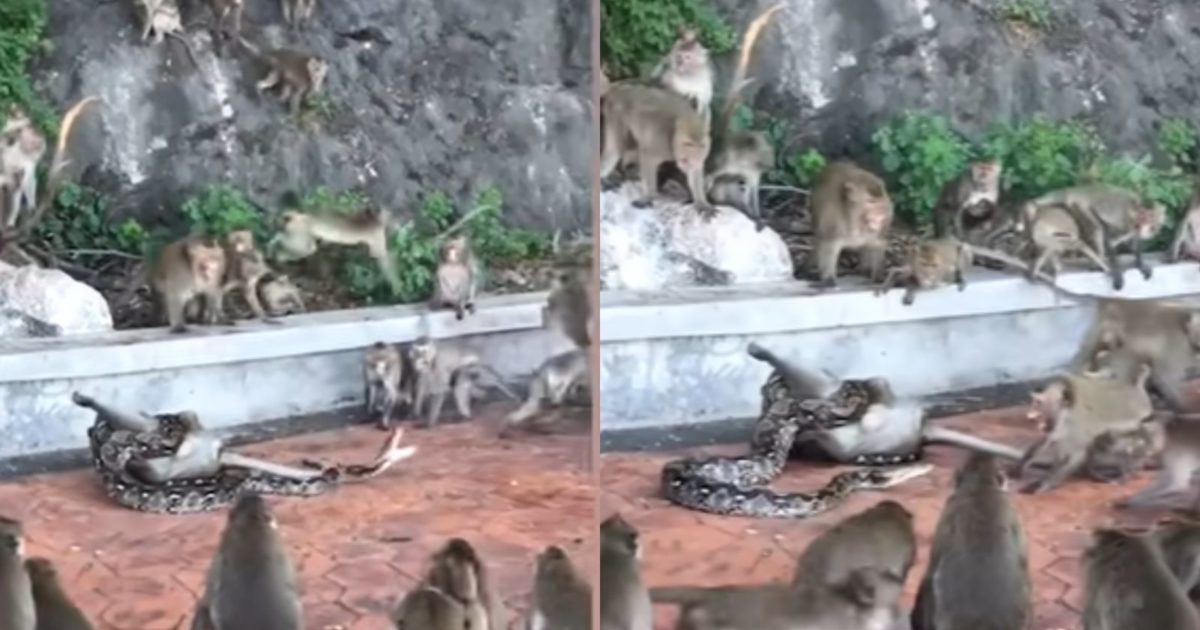 Video: साथियों के सामने ही अजगर ने बंदर को ऐसा दबोचा, मजबूत पकड़ में ...