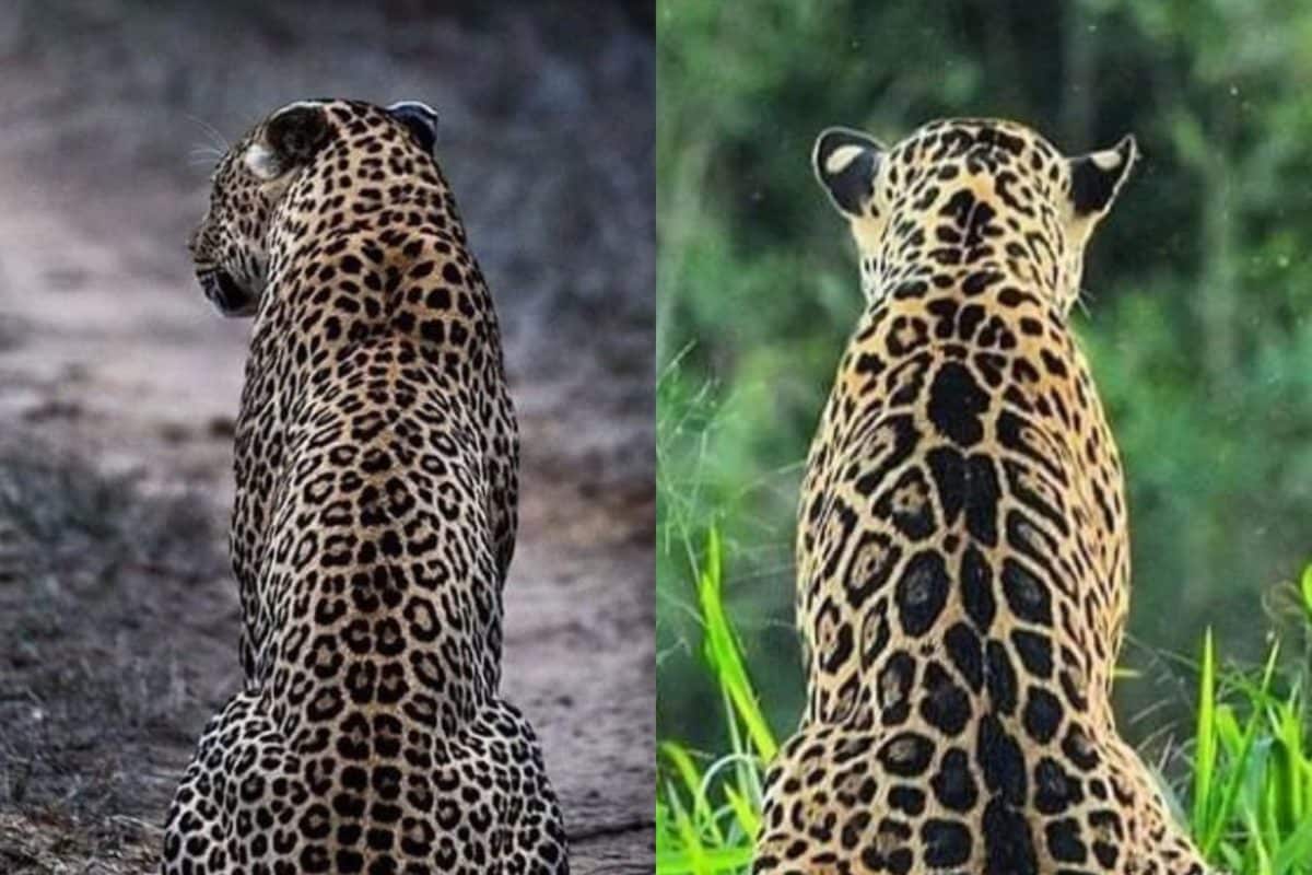 Leopard And Jaguar Comparison