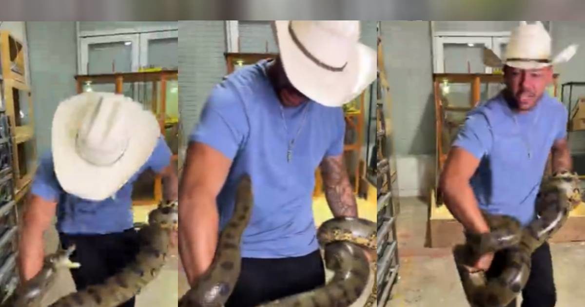 Video: एनाकोंडा के साथ खिलवाड़ कर रहा था शख्स, हाथ में लिपटे-लिपटे ही ...