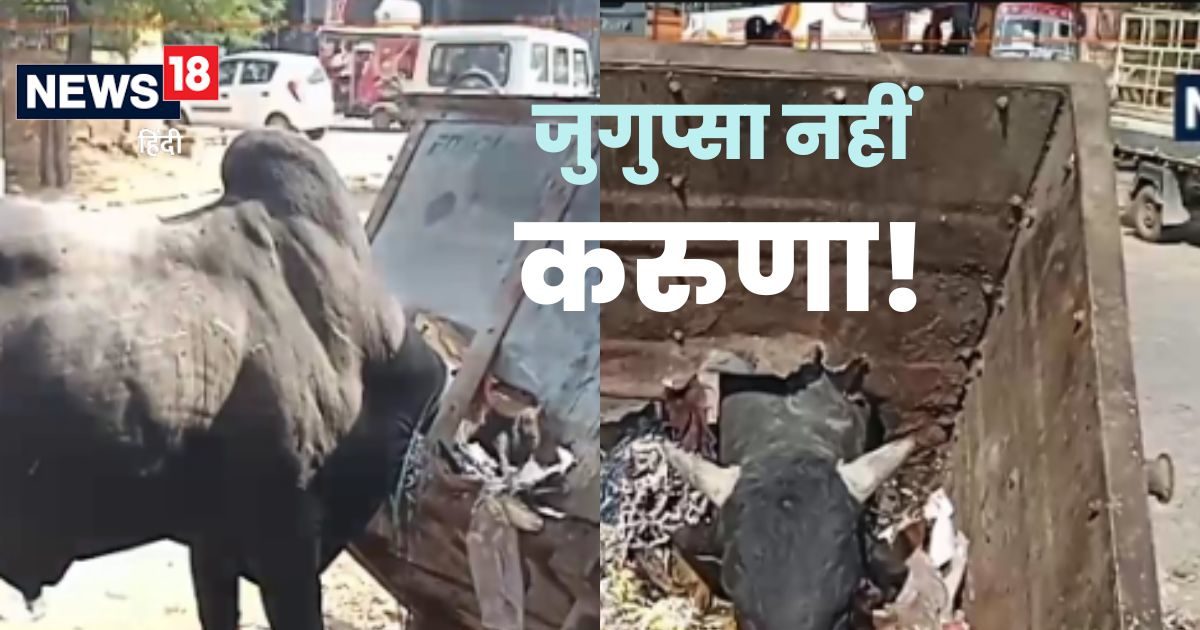 VIDEO : कचरा पेटी में घुट रहा था सांड का दम, राहगीरों ने ऐसे की कराहते ...
