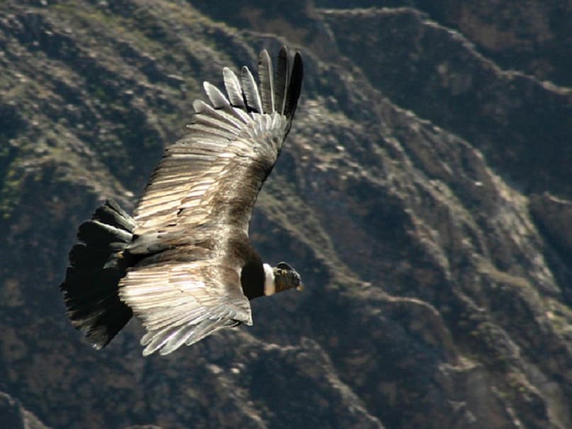 धरती का विशालकाय पक्षी कोंडोर जो 75 साल की उम्र तक जीता है - condor the ...