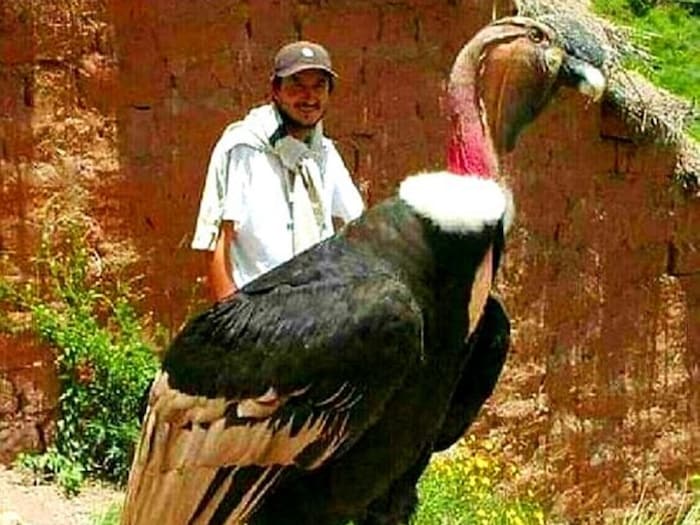 धरती का विशालकाय पक्षी कोंडोर जो 75 साल की उम्र तक जीता है - condor the ...