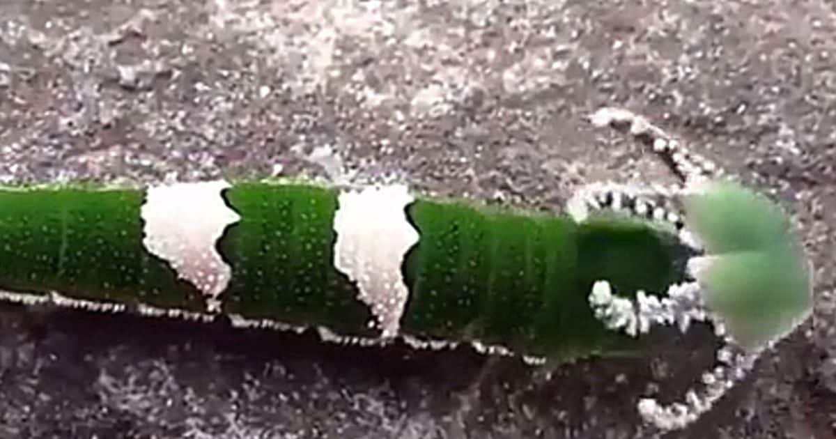 VIDEO: ड्रैगन जैसे सिर वाले कीड़े को देखकर हो जाएंगे हैरान! लोग कहने ...