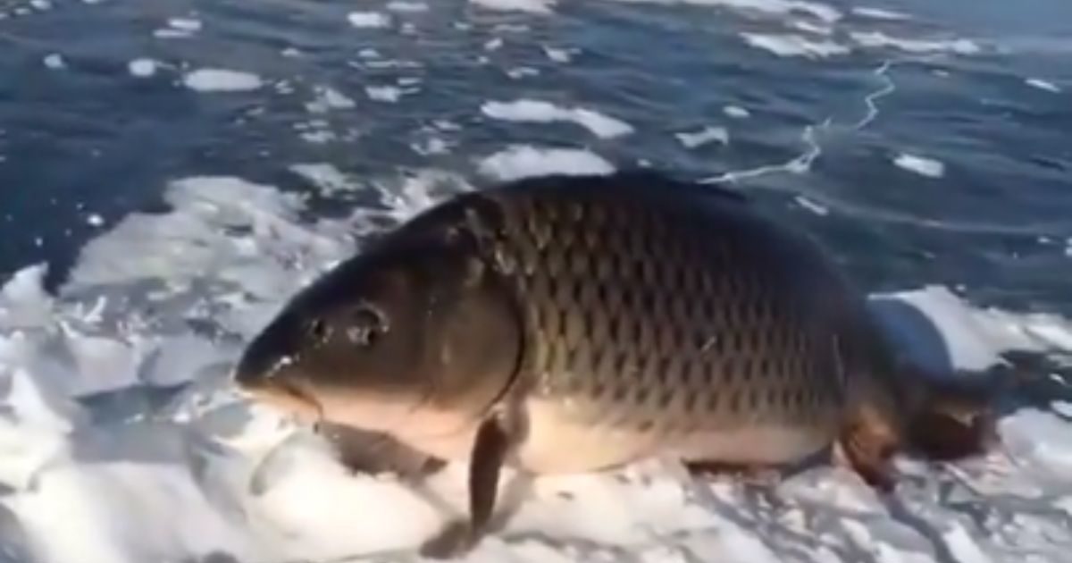 पानी के बाहर निकलकर बर्फ पर खड़ी दिखी मछली! हैरान करने वाला वीडियो हुआ ...