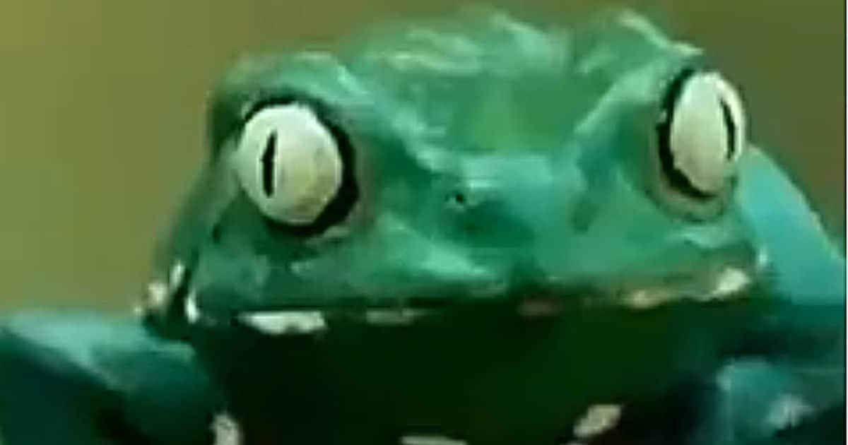 VIDEO: चमड़ी घिसकर खुद को धूप से बचाता है ये मेंढक, शरीर से निकालता है ...