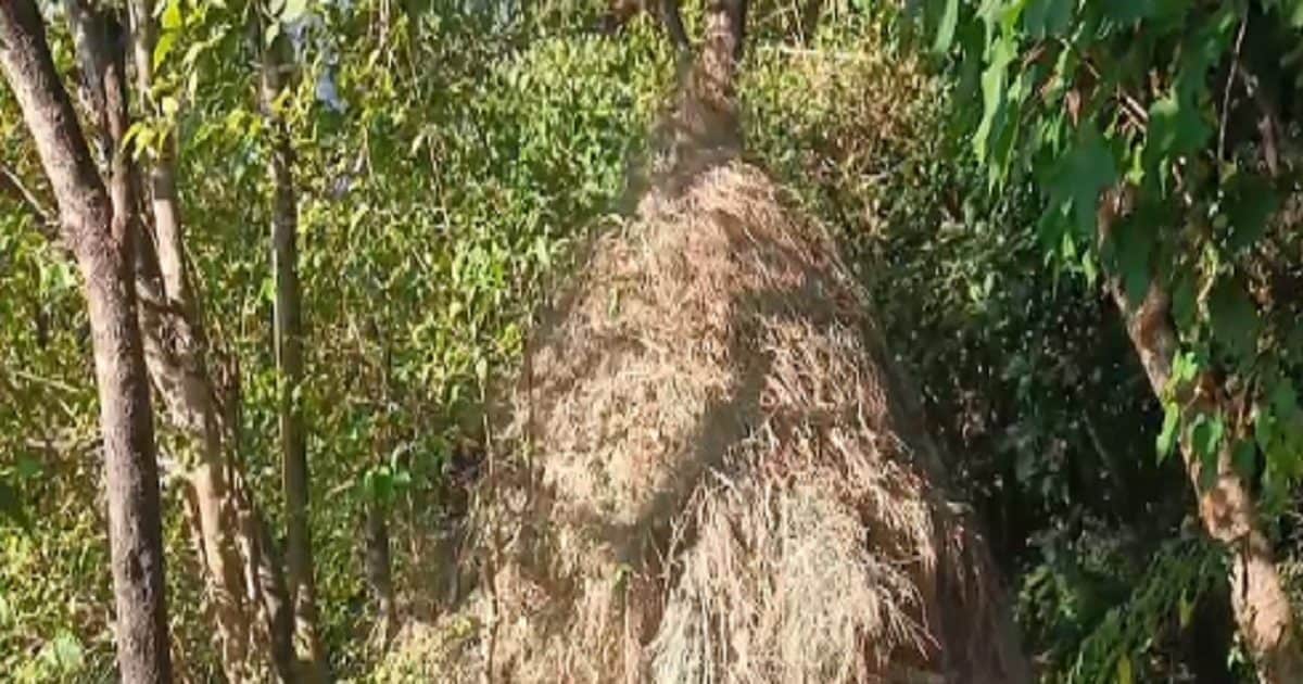 Nainital news: जानिए, पहाड़ी लोग क्यों बनाते हैं घास के 'लूटे'? - ghas ...