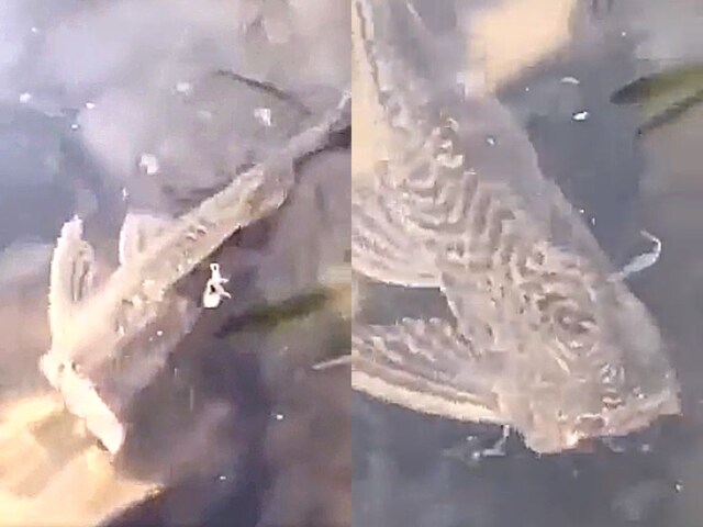 VIDEO: बिना सिर के पानी में तैरती दिखी मछली, शख्स के छूने पर अपनी जगह ...