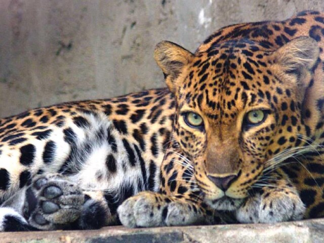 VIDEO: चंबा में तेंदुए का आतंक, ड्रोन से की तलाश फिर किया रेस्क्यू, कई ...