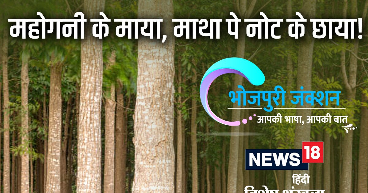 Bhojpuri में पढ़ें- महोगनी के माया, माथा पे नोट के छाया! - mahogany ...
