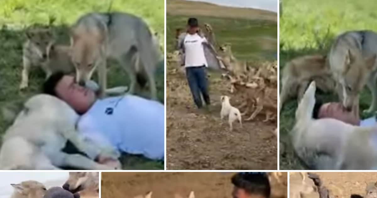 300 से ज्यादा भेड़ियों की देखभाल करता है ये शख्स, परिवार की तरह रहता है ...