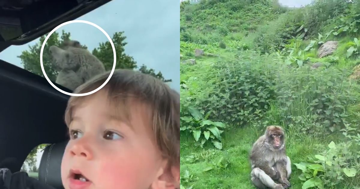 जंगल में मौजूद बंदर ने परिवार के सामने शुरू कर दी अश्लील हरकत! बच्चों ...