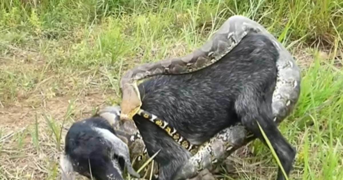 Video: बकरी को निगलने ही वाला था अजगर, बहादुर बच्चों ने आकर बचा ली ...