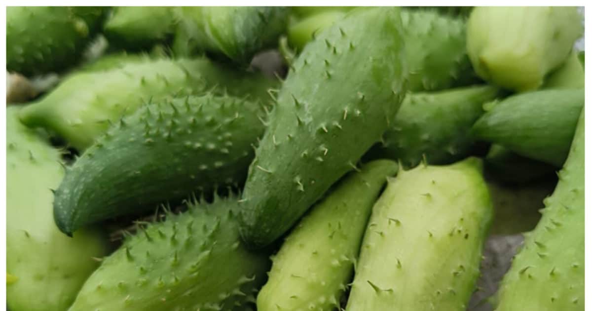 Nainital : पहाड़ की सब्जी को भगवान राम से मिला नाम! औषधीय गुण जान रह ...