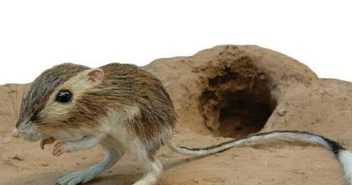 वो चूहा जो जिंदगी भर पानी पीये बगैर रहता है और वो भी तपते रेगिस्तान में ...