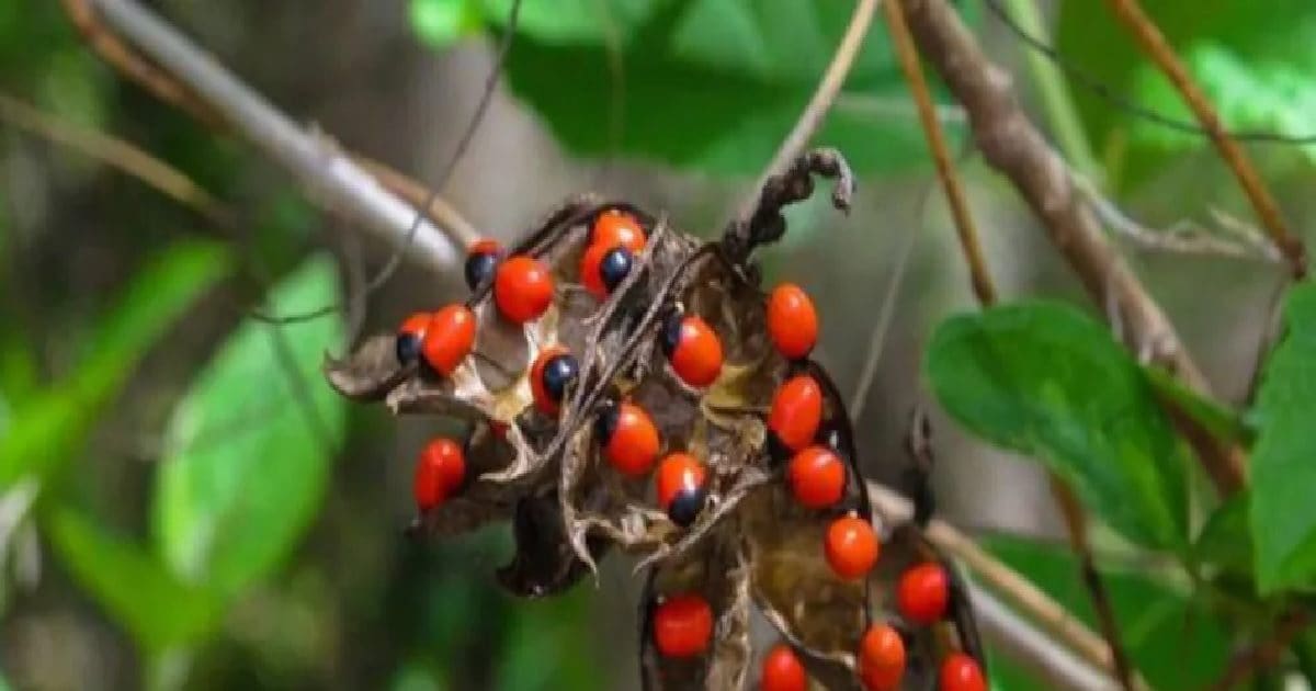 बच्‍चों को गंभीर नुकसान पहुंचा सकता है ये पौधा, दिल्‍ली के गंगाराम अस् ...