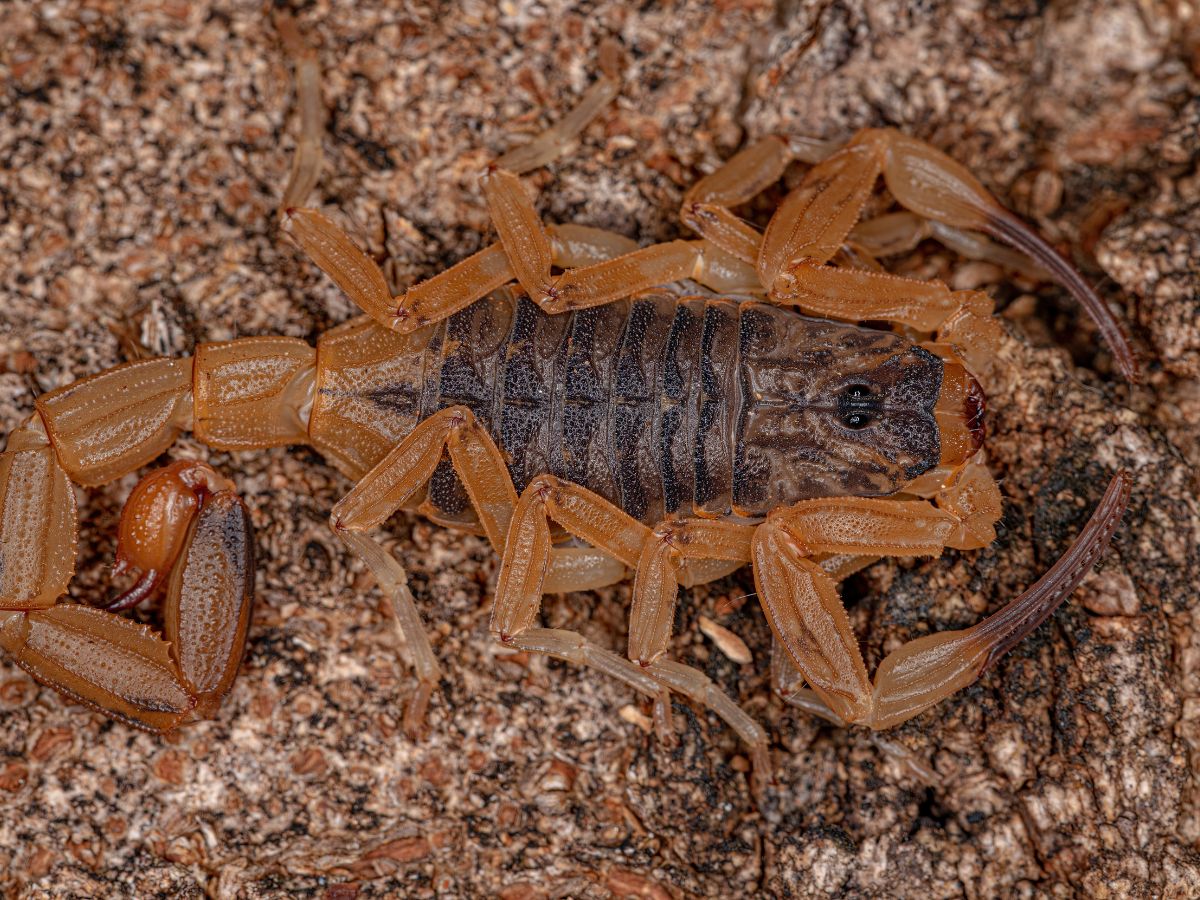 जूते में घुसा था जहरीला जीव, बच्चे के पैर डालते ही कर दिया हमला! 7 बार ...