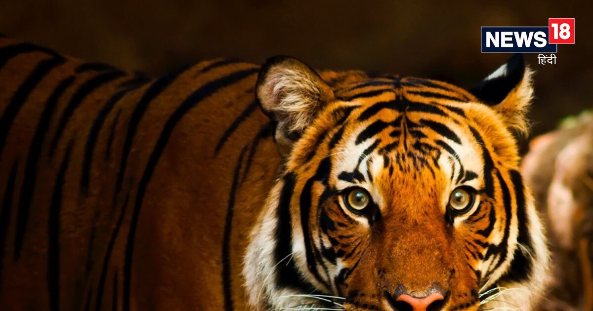 Bihar: नरकटियागंज में आदमखोर बाघ की दहशत, भूख लगने पर इंसानों का कर रहा ...