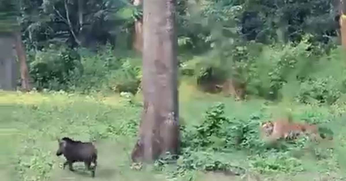 Pilibhit Tiger Reserve: 30 सेकेंड में टाइगर ने किया जंगली सूअर का शिकार ...