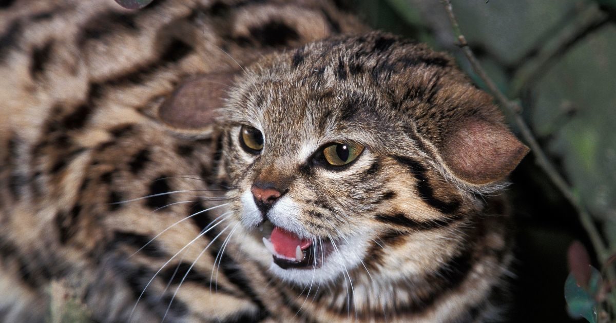 VIDEO: दिखने में छोटी पर ये है 'दुनिया की सबसे घातक बिल्ली', शेर-बाघ से ...