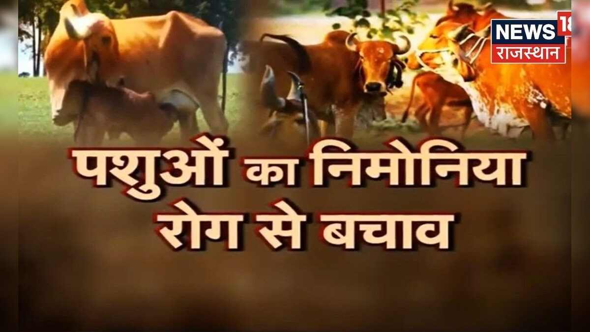 Annadata | पशुओं में भी होता है निमोनिया रोग, जानिए कैसे करें अपने पशुओ ...