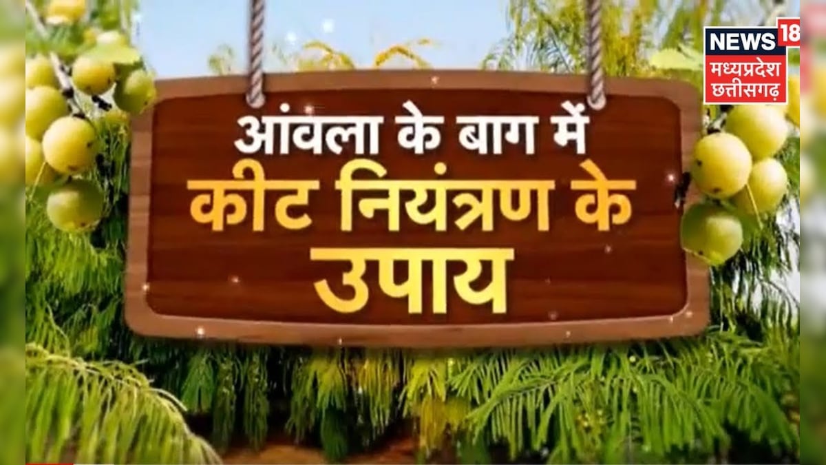 Annadata | आंवला के बाग में लगने वाले कीटों की कैसे करें पहचान ...