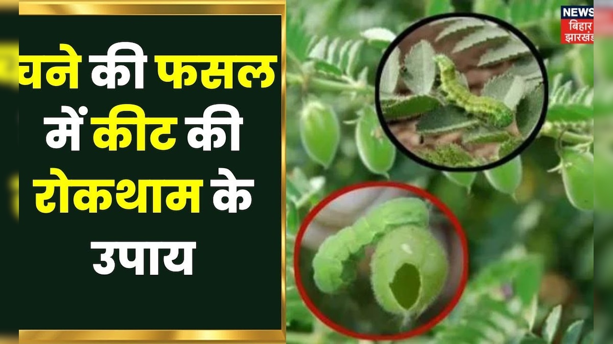 Chana Farming : चने की फसल में कीट की रोकथाम के उपाय | Annadata ...