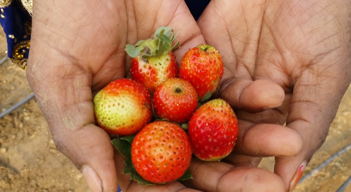 कौशल्या का जज्‍बा: लॉकडाउन में नुकसान के बाद भी नहीं हारी हिम्मत, स्ट्रॉबेरी की खेती से बनाई ...