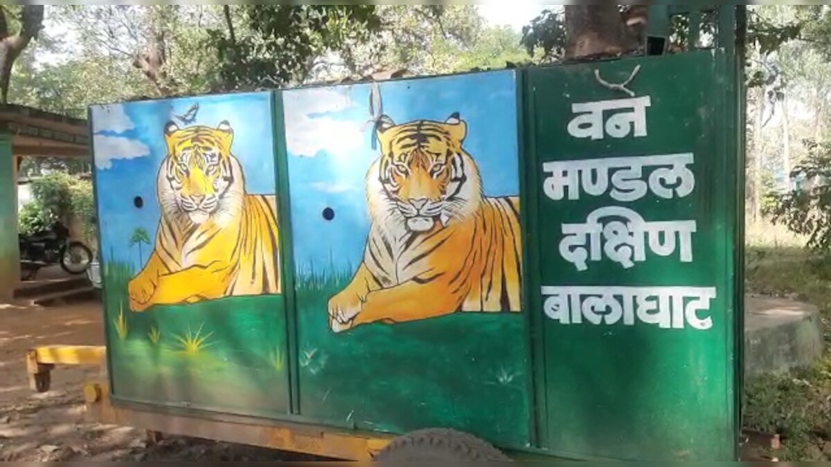 बालाघाट: पिंजरे में नहीं फंसा है अब तक बाघ, कैमरे में नहीं दिखा कोई ...