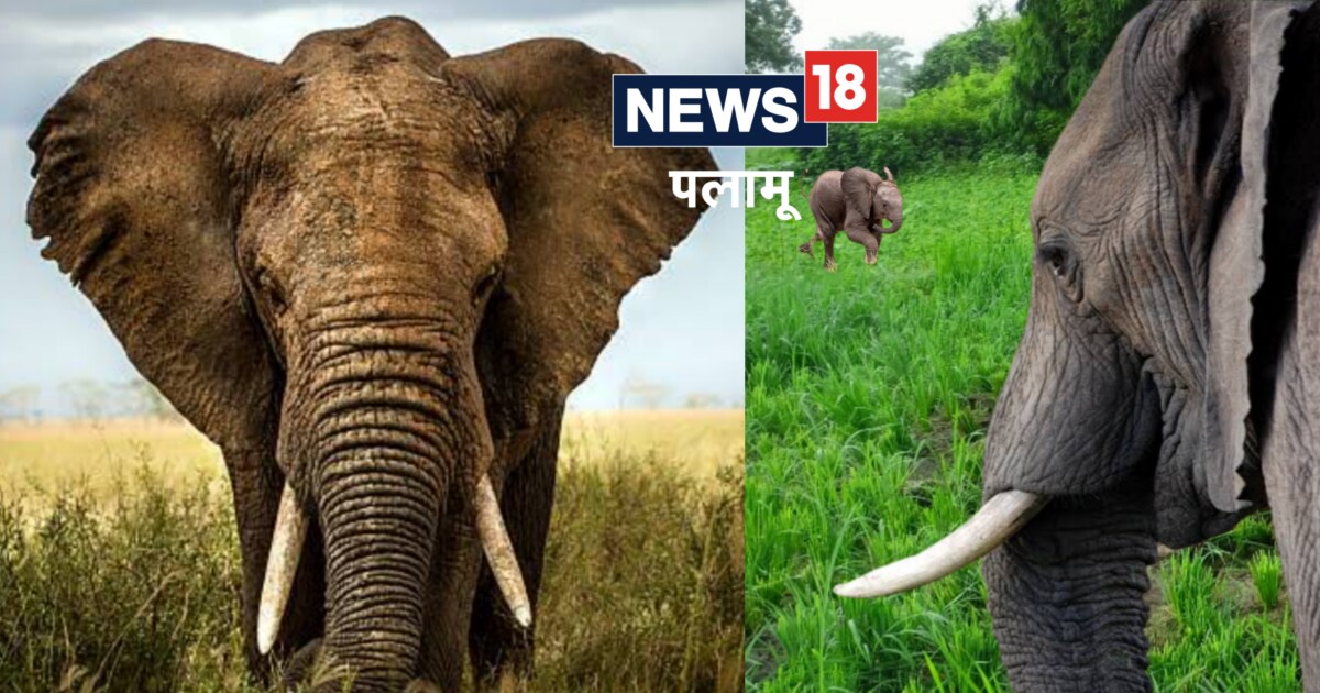 Terror Of Elephants: पलामू में हाथियों का आतंक, गांव में घुसकर फसल कर ...