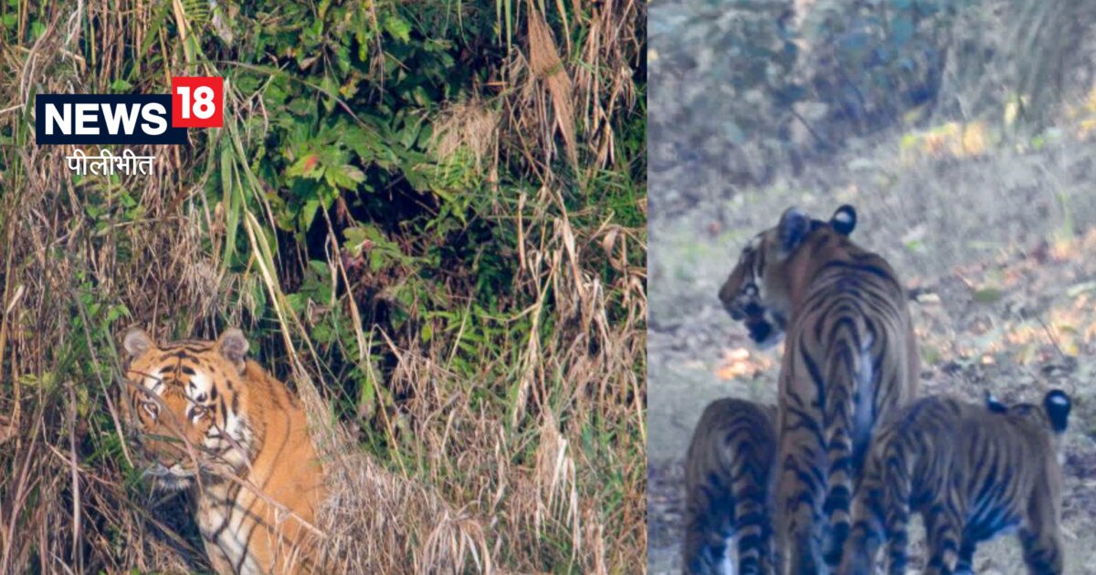 Pilibhit Tiger Reserve: सैलानियों को नजर आई आराम करते बाघ की पूरी ...