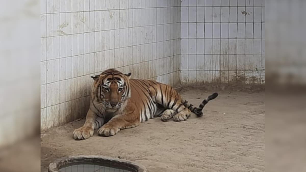 Lucknow Zoo: 13 बरस से कैंसर से जूझ रहा आदमखोर किशन अब गिन रहा आखिरी ...