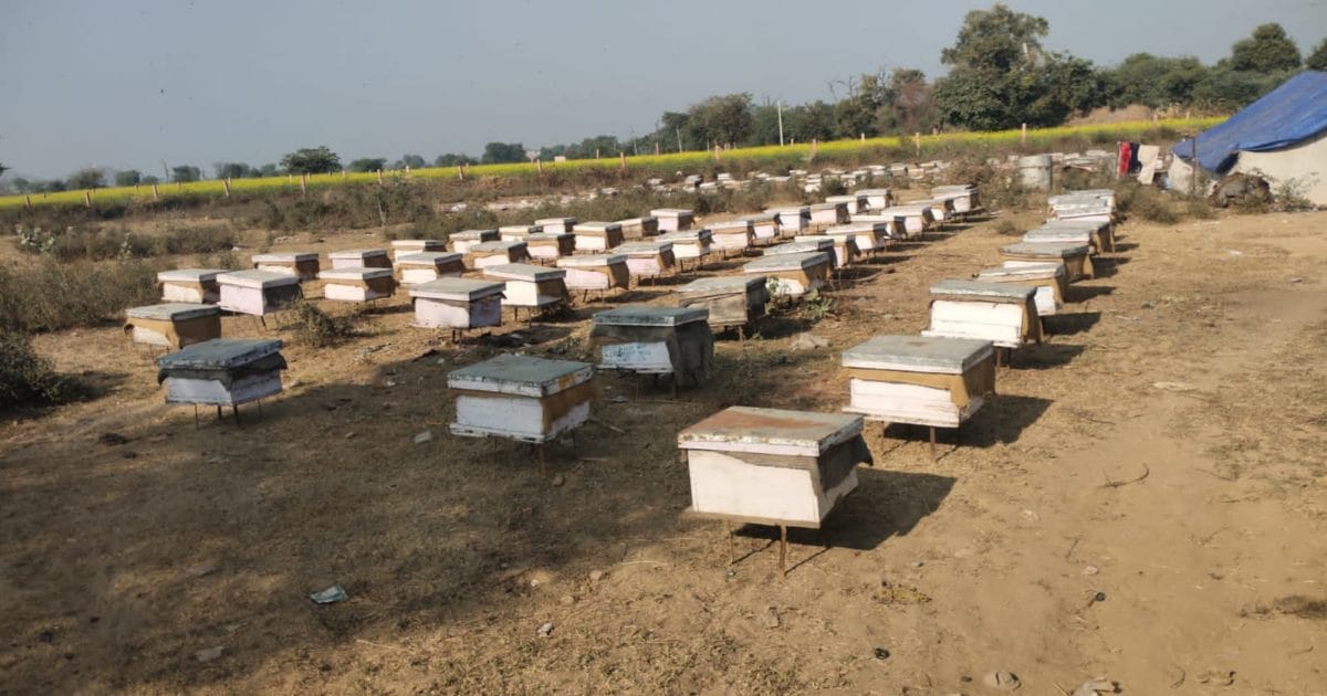 मधुमक्खी पालन से भरतपुर के किसानों की जिंदगी में खुशहाली, कम लागत से ...