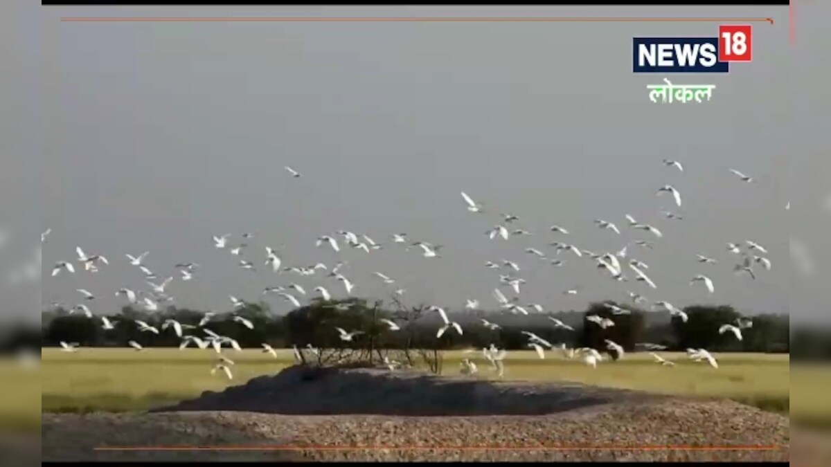 काले हिरणों के कुलांचों के बीच विदेशी पक्षियों के कलरव से गूंजा चूरू का ...