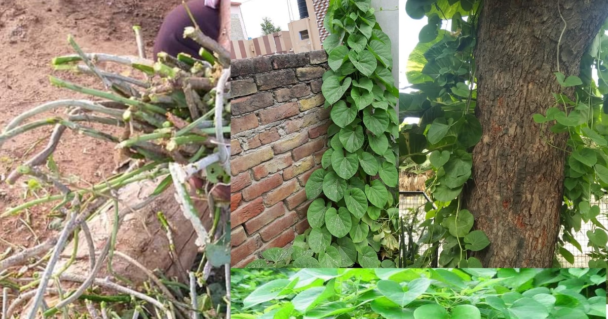 सौ मर्ज की एक दवा है गिलोय, आयुर्वेद में जिसे अमर बेल कहा गया... जानिए ...