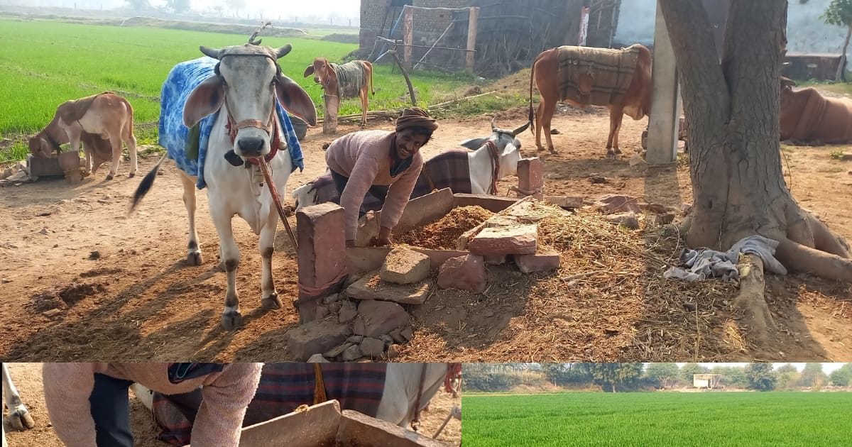 चारे की कीमत में लगी आग, पशुपालकों को पशुओं को पालने में हो रही परेशानी ...