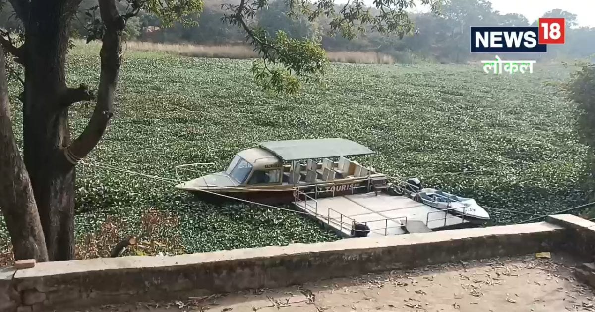 शिवपुरी: चांदपाठा झील में जलकुम्भी से जकड़ी बोट, नए साल में नहीं उठा ...