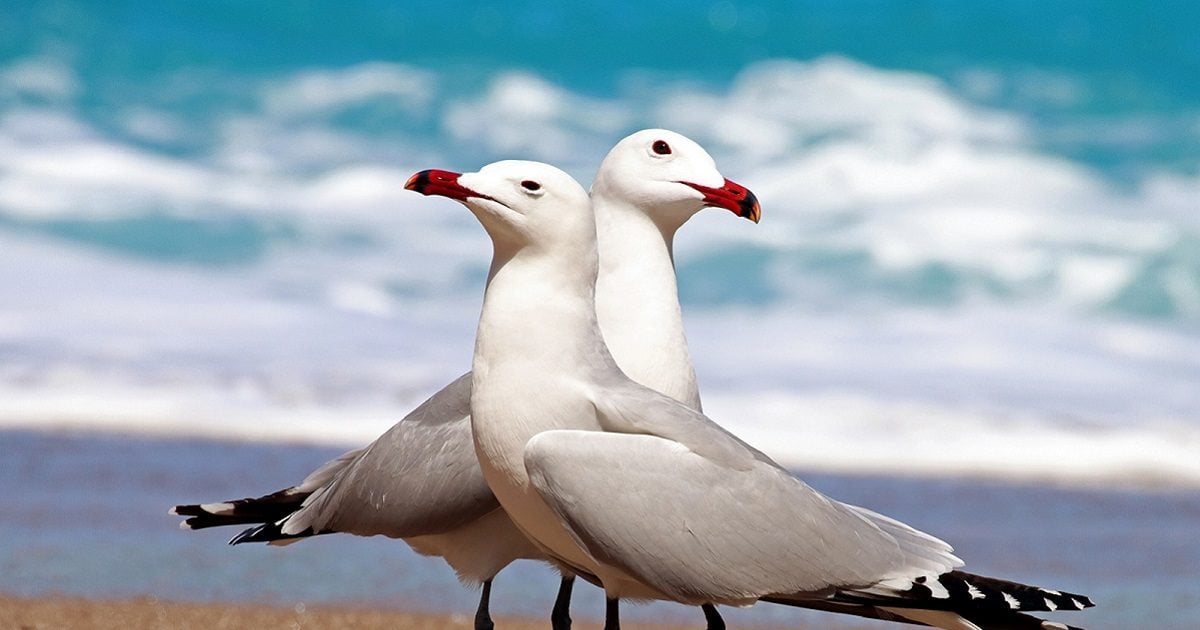 अपने साथी की जरूरतों को ज्यादा तरजीह देते हैं एल्बाट्रोस - albatrosses ...