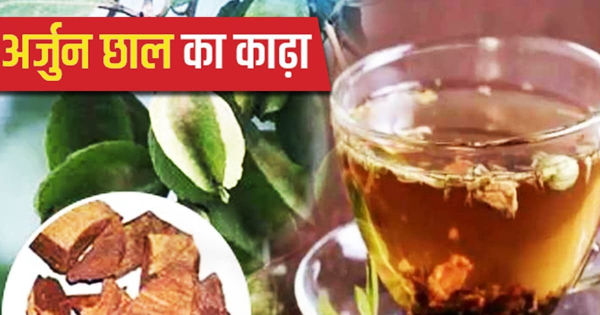 How to Make Arjun Bark Kadha: गुड कोलेस्ट्रॉल बढ़ाता है अर्जुन की छाल ...
