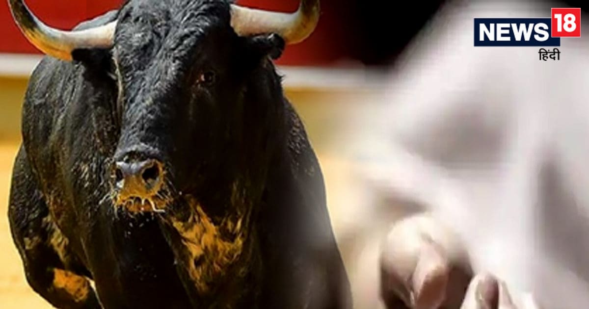 सांड ने बुजुर्ग को सिंगों से उठाकर जोर से पटका, चेहरे के आर पार हुआ 1 ...